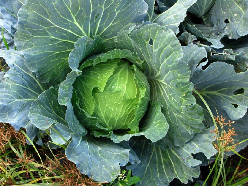 Bayer lanza Velum® Prime, un innovador nematicida para cultivos hortícolas