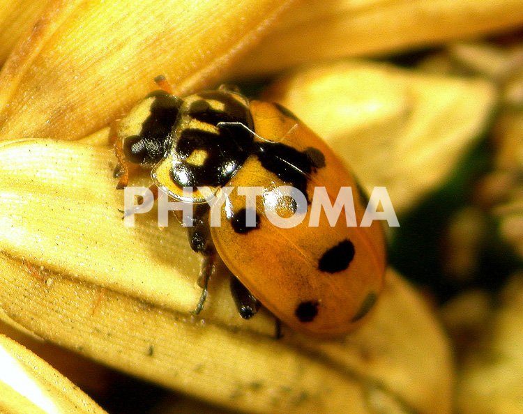 Phytoma 30 aniversario