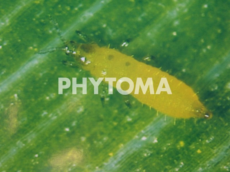 Phytoimages
